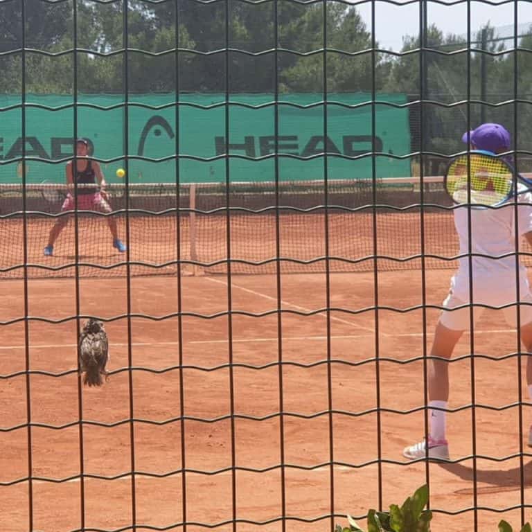 2024 • Honest Reviews from Real Players of Global Tennis Team ...